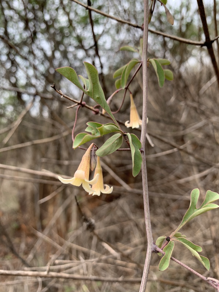 Wild Granadilla (Plants of the Matopos) · iNaturalist