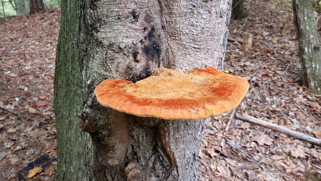 Southern Cinnabar Polypore from Gatesville, NC, USA on October 26, 2015 ...