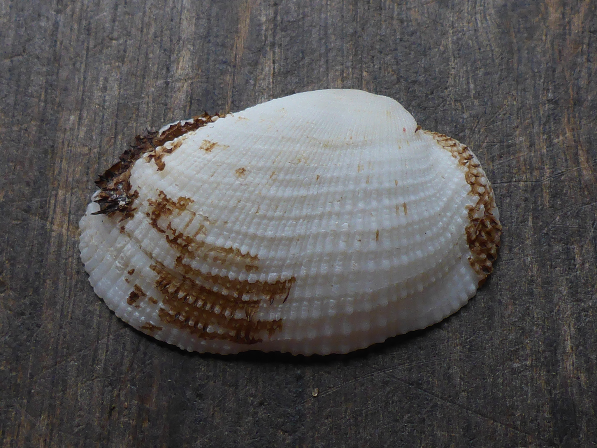 Barbatia foliata (Forsskål, 1775)