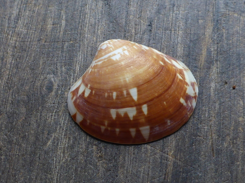 Pitar hebraeus · iNaturalist