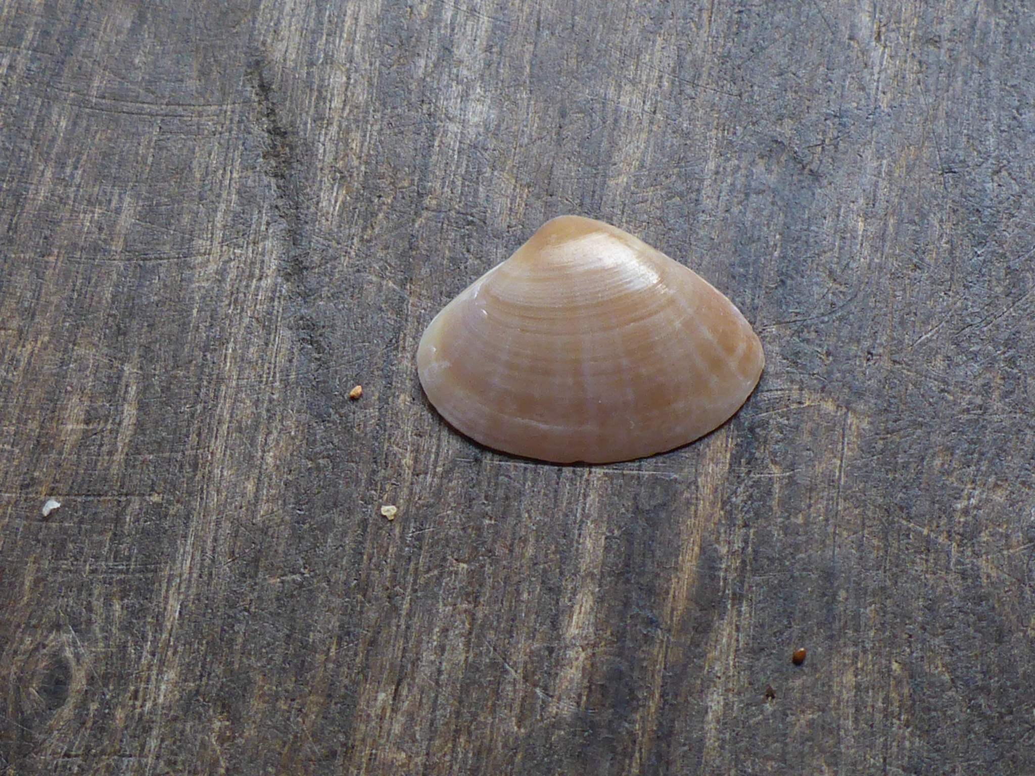 Mactra lilacea Lamarck, 1818