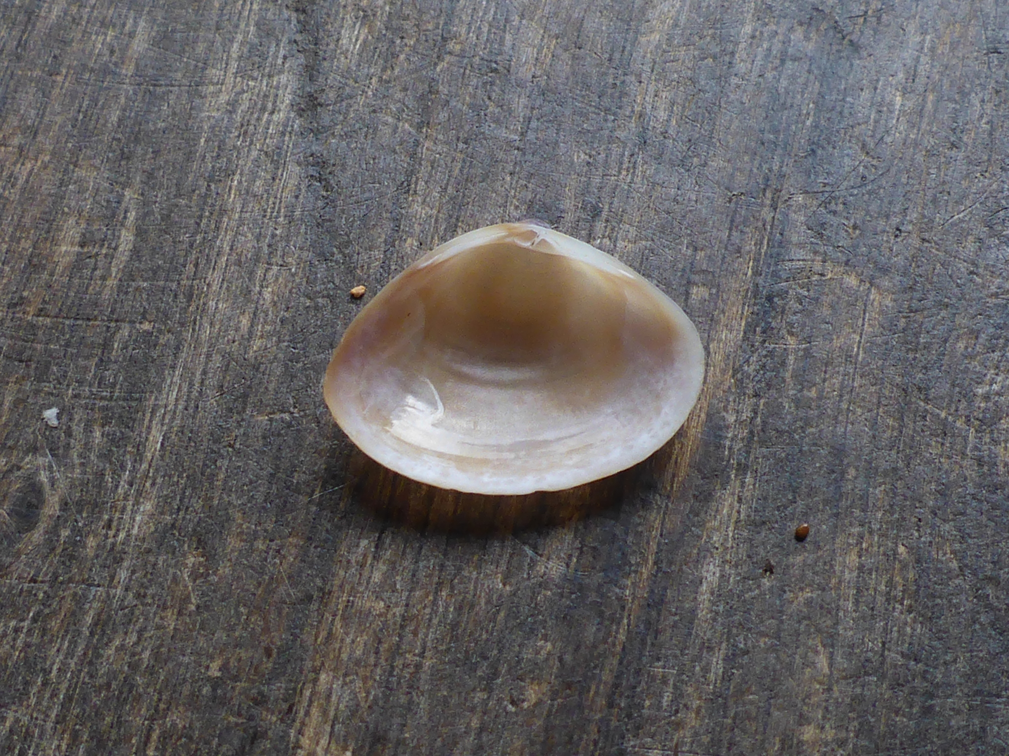 Mactra lilacea Lamarck, 1818