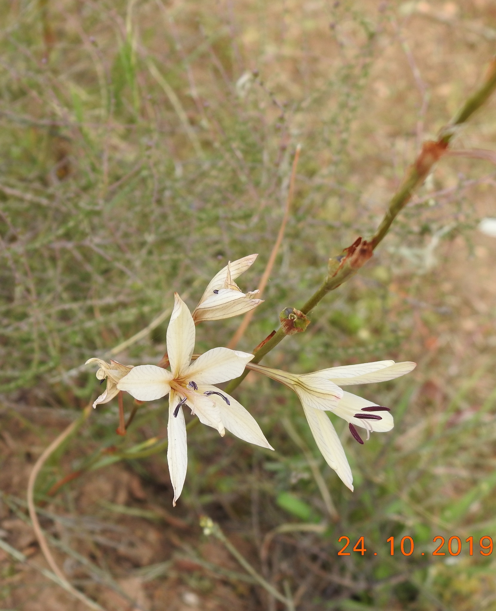Tritonia bakeri subsp. bakeri