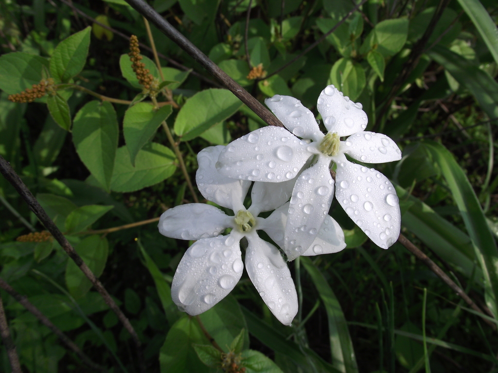 Mexican star (Milla biflora) - Botanical Realm