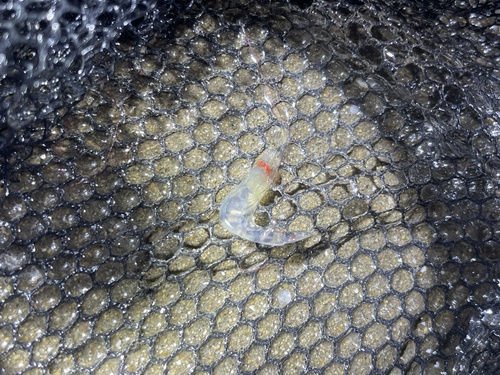 Akiami Paste Shrimp (Acetes japonicus) · iNaturalist