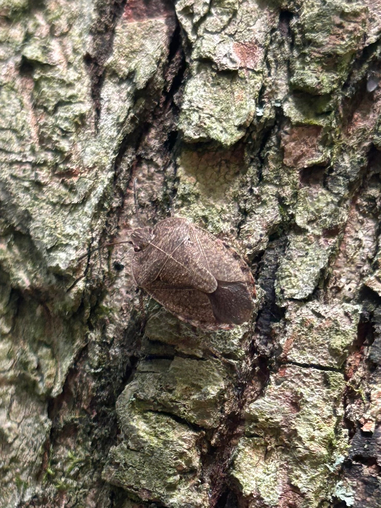 Elf Shoe Stink Bug from Overbrook Ave, Dallas, PA, US on August 13 ...