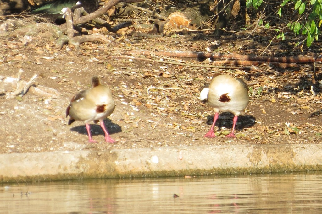 Egyptian Goose from Southwest Houston, Houston, TX, USA on November 14 ...