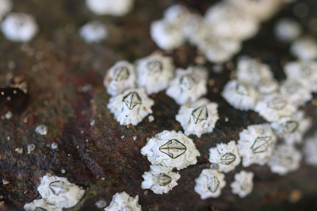 Northern Acorn Barnacle from Ille-et-Vilaine, Bretagne, FR on October ...