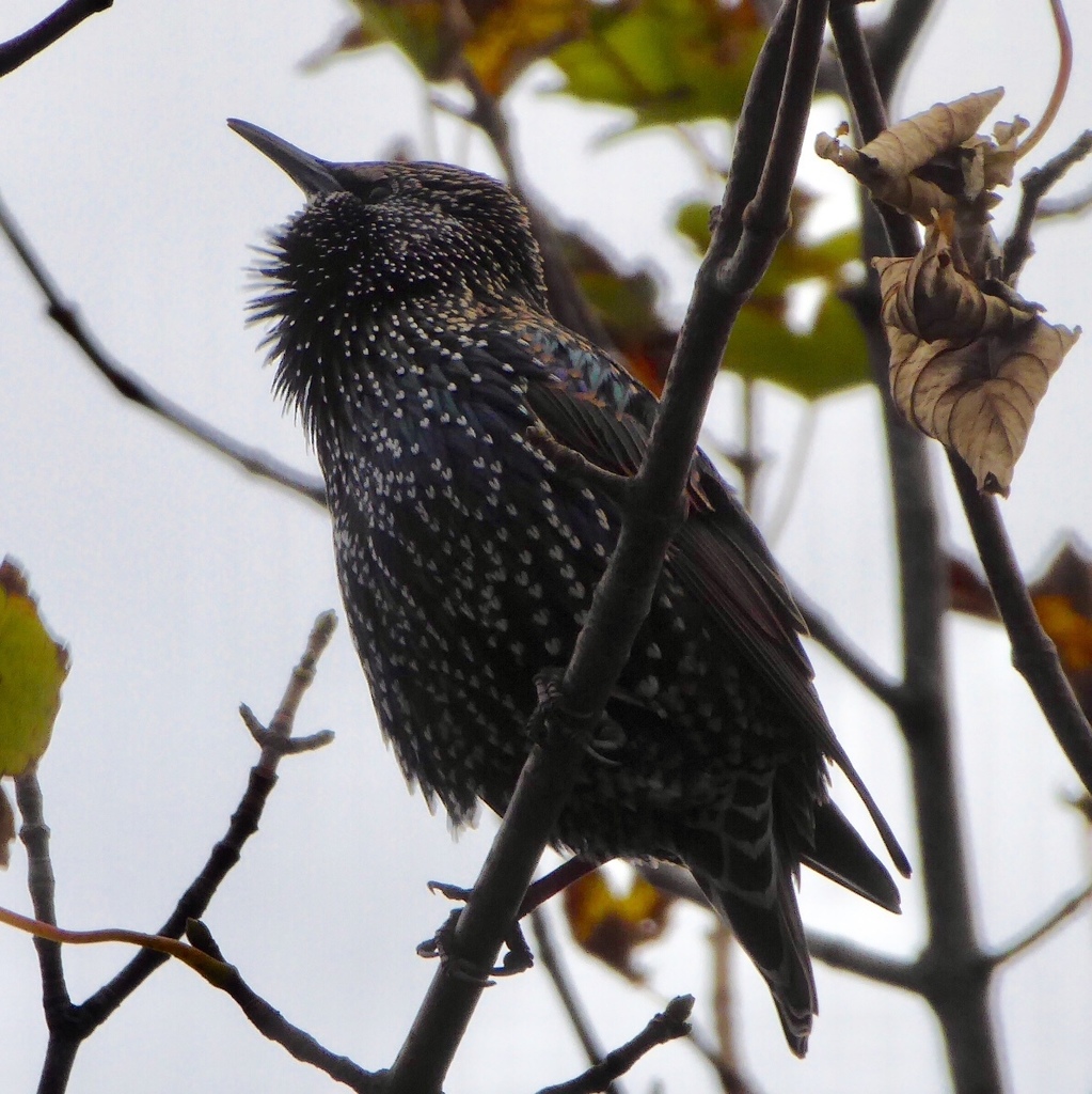 Faroe Starling (Sturnus vulgaris faroensis) - Avian Discovery