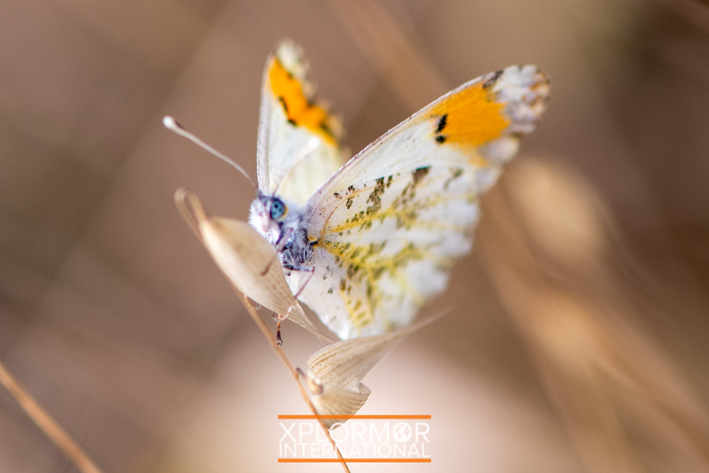 Sara Orangetip (Colorado National Monument Butterfly Guide 🦋) · iNaturalist