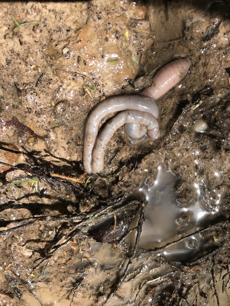 Giant Earthworms from Mortimer Terrace, Aro Valley, Wellington, NZ on ...