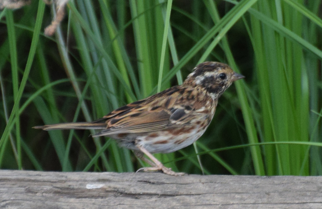 Rustic Bunting in August 2025 by lena_colibri_2008 · iNaturalist