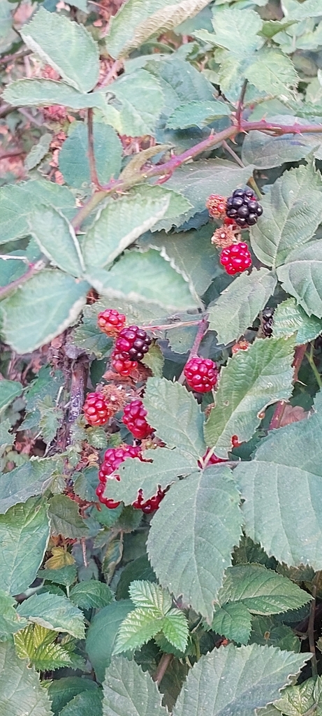 brambles from Mrouj, Lebanon on August 13, 2025 at 07:04 PM by Mohammad ...
