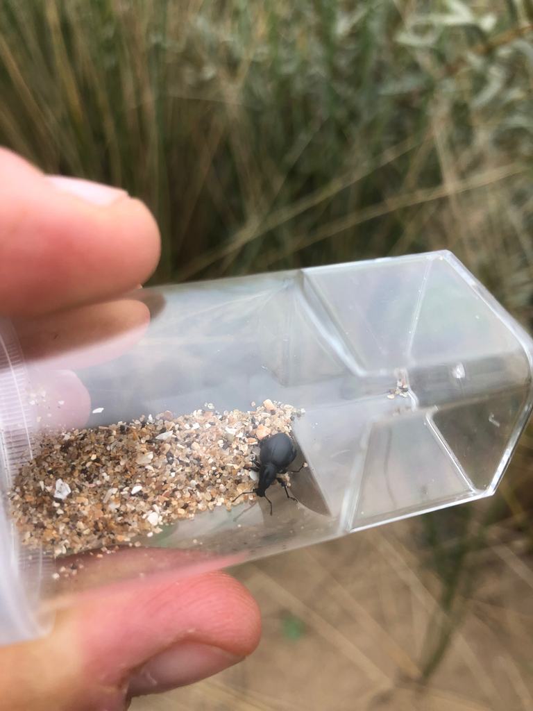Black Marram Weevil from Sandwich, England, GB on August 13, 2025 at 06 ...