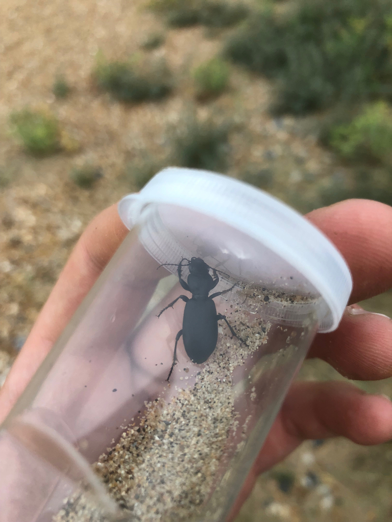 Broscus cephalotes from Sandwich, England, GB on August 13, 2025 at 06: ...