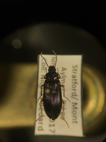 Mycetochara bicolor · iNaturalist