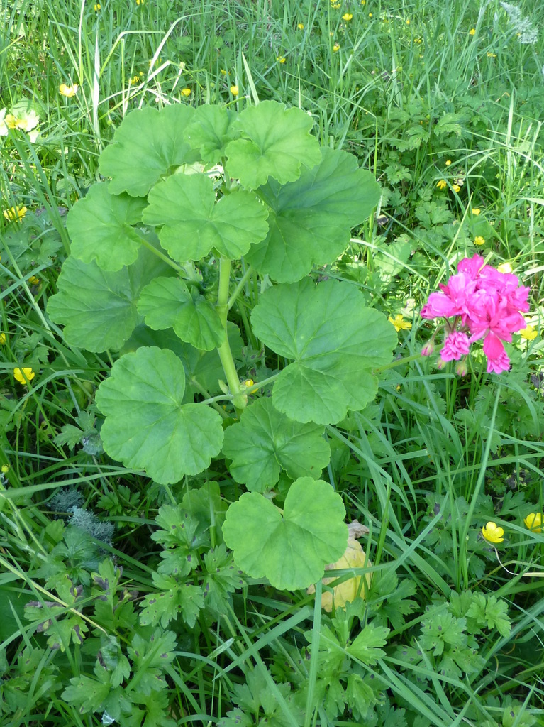 garden geranium from Manukau City, Auckland Region, New Zealand on ...