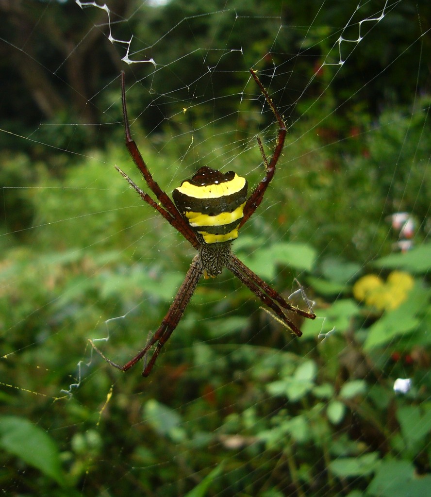 Argiope taprobanica (SPIDERS OF SRI LANKA) · BioDiversity4All