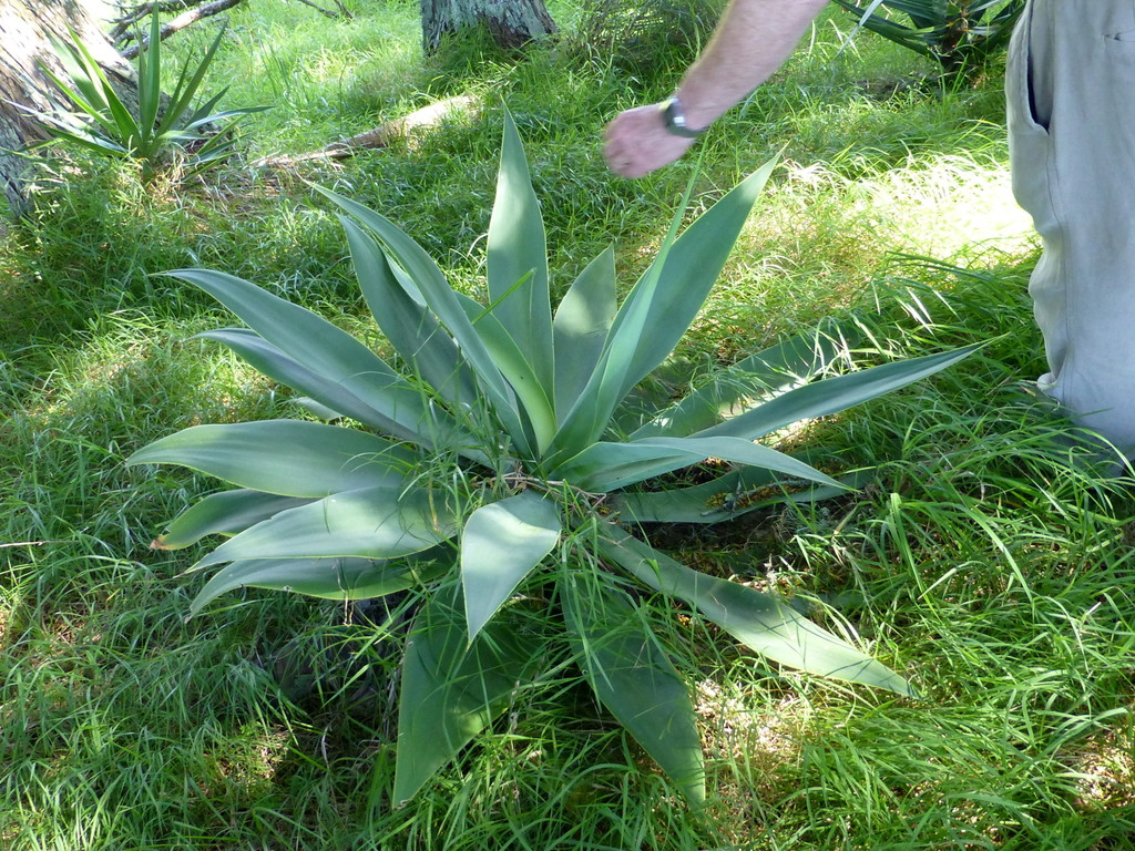 Swan-neck Agave from Manukau City, Auckland Region, New Zealand on ...