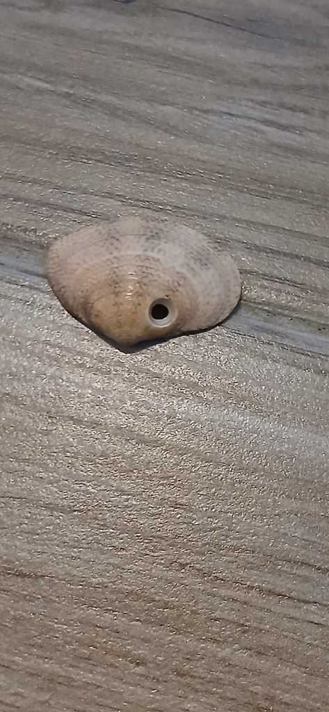 Macridiscus aequilatera from Namhangjin Beach, Gangneung, South Korea ...