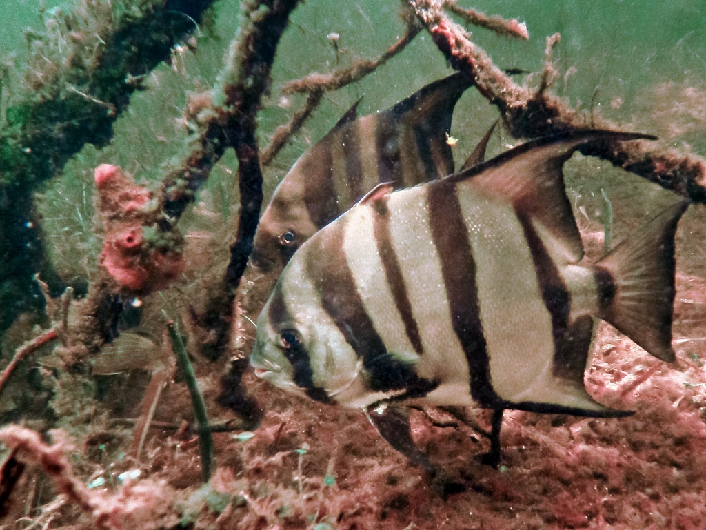 Spadefishes (Ephippidae) - Marine Life Identification