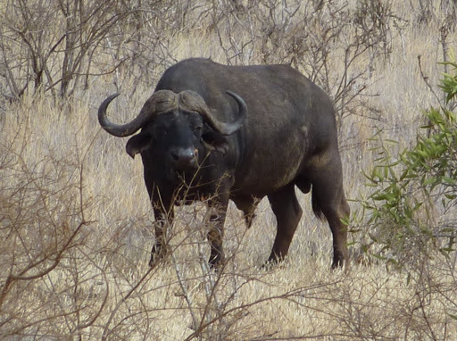 African Buffaloes (Syncerus) - Know Your Mammals