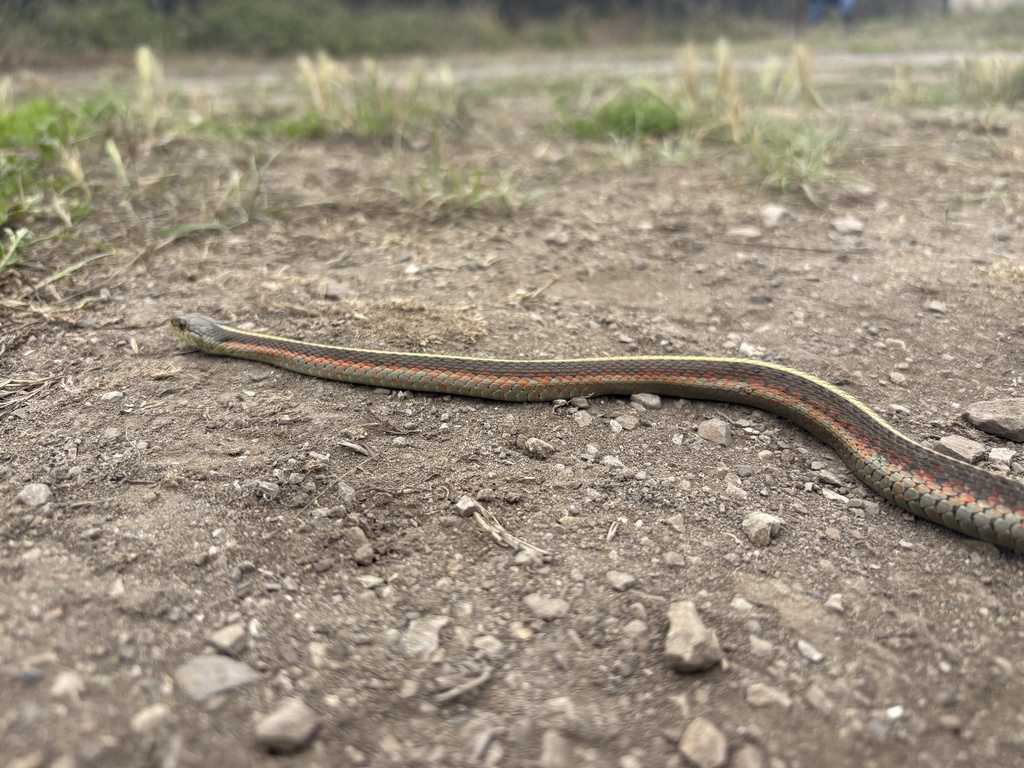Western Terrestrial Garter Snake from Point Reyes National Seashore ...