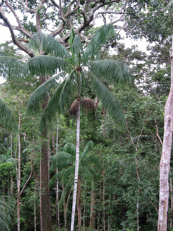 Amazon açaí from Heath River Wildlife Center, Rio Heath, Bolivia on May ...