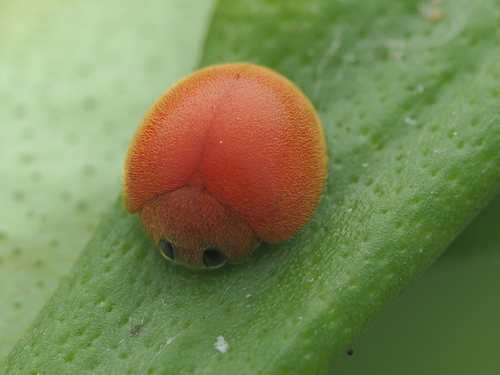 Novius pumilus · iNaturalist