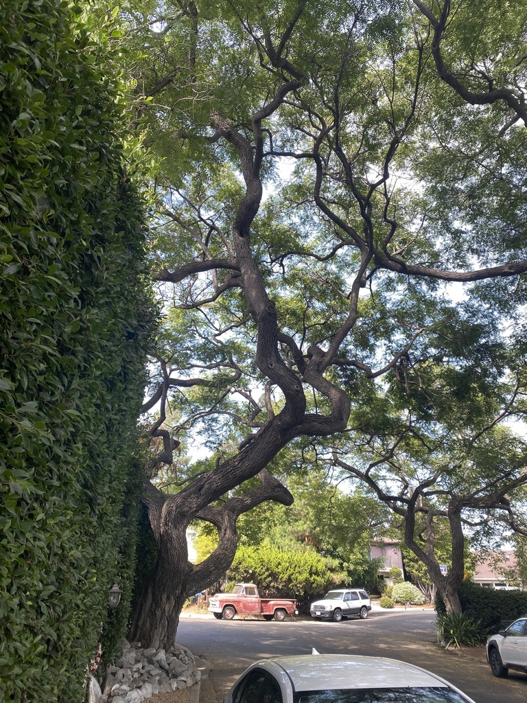 Pride of Bolivia from Kingsland St, Los Angeles, CA, US on August 13 ...