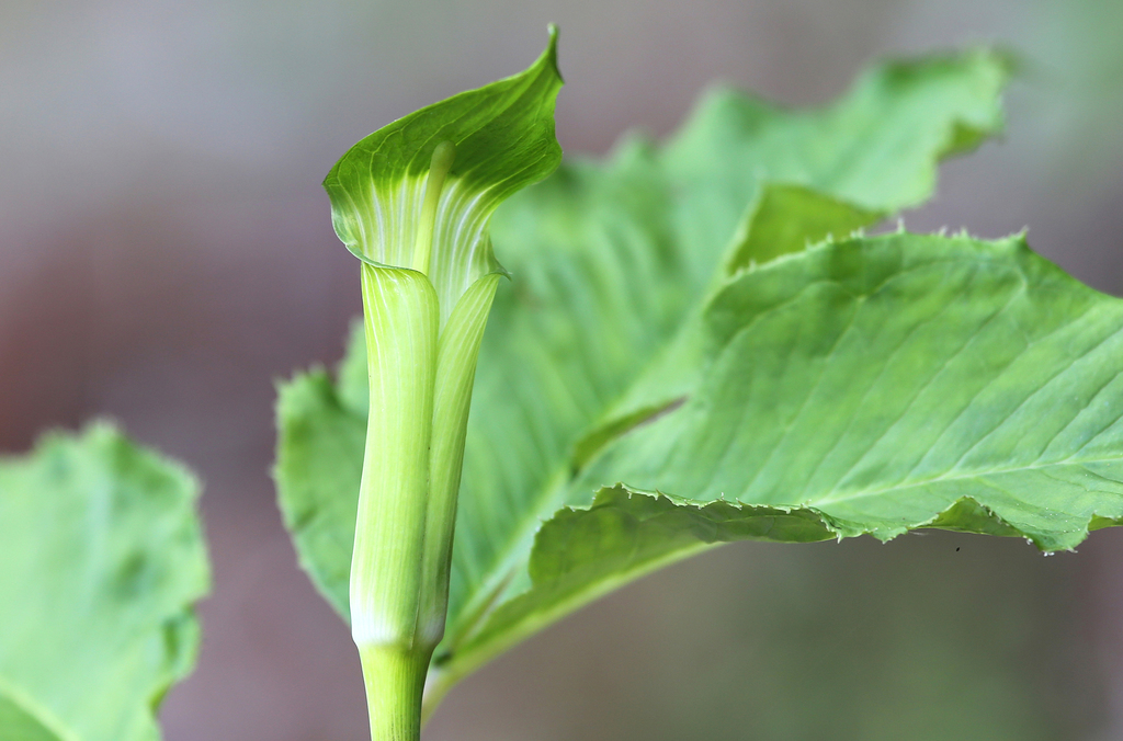 (Arisaema monophyllum) - Botanical Realm
