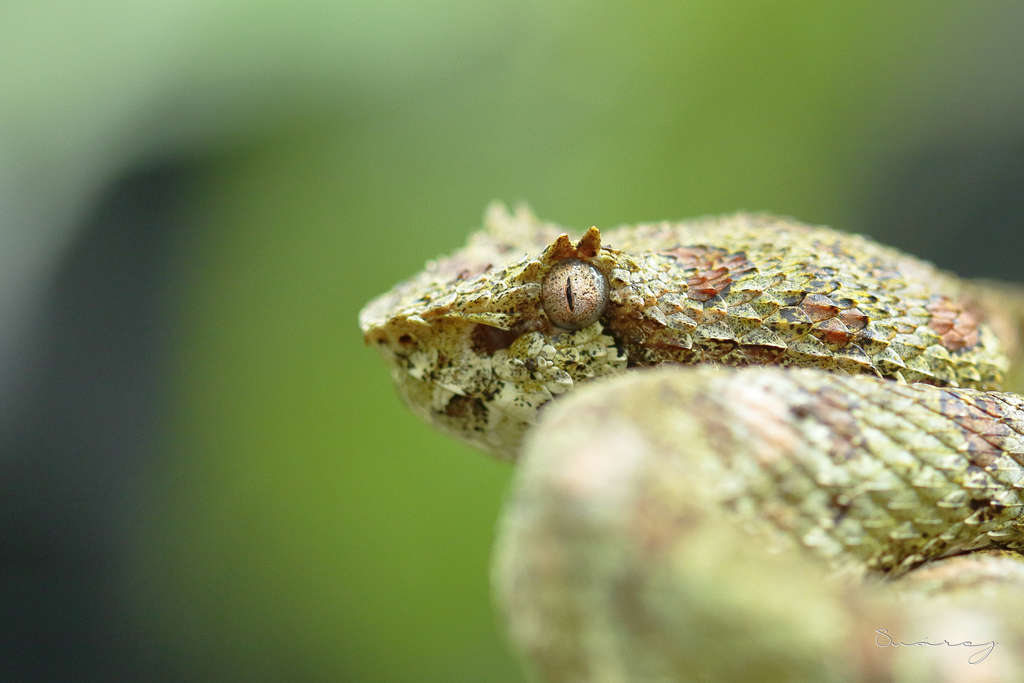 Nauyaca de árbol pestañuda (Arenal Costa Rica) · iNaturalist