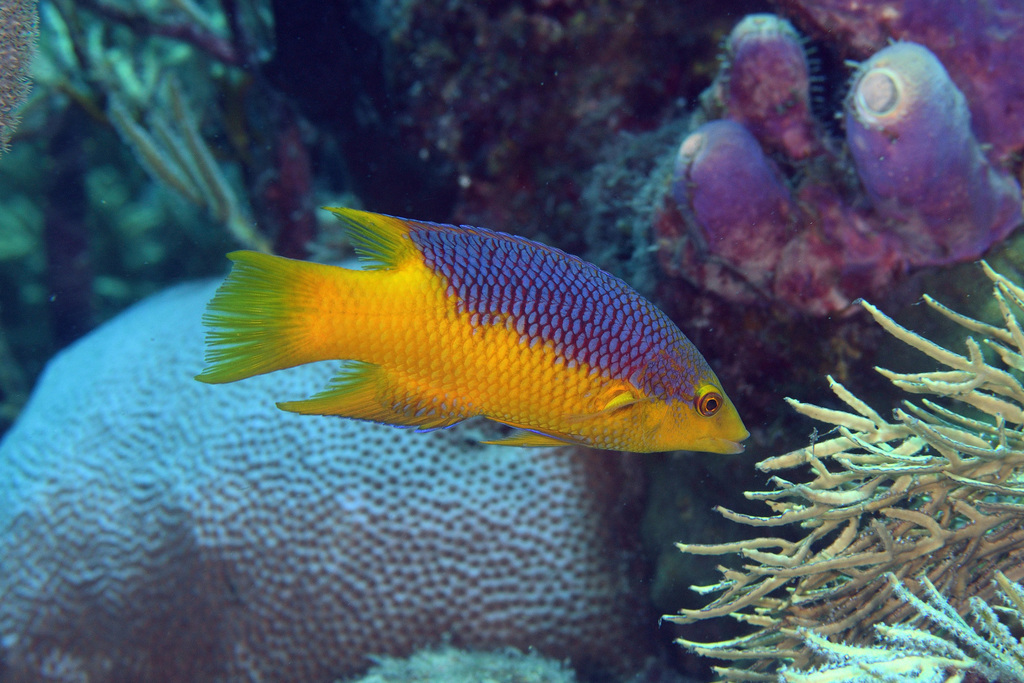 Hogfishes (Bodianus) - Marine Life Identification