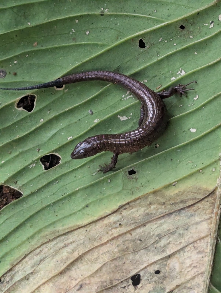 Common Largescale Lizard (Alopoglossus grandisquamatus) - Snakes and ...