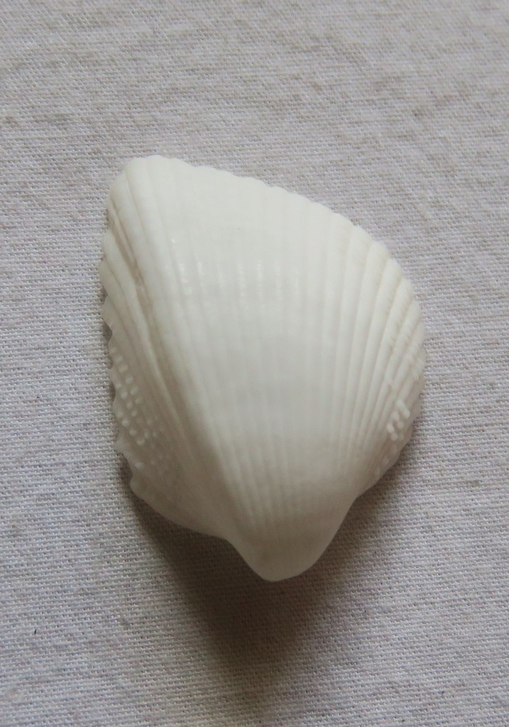 Pacific strawberry cockle from Tonga on October 19, 2019 at 01:37 PM by ...