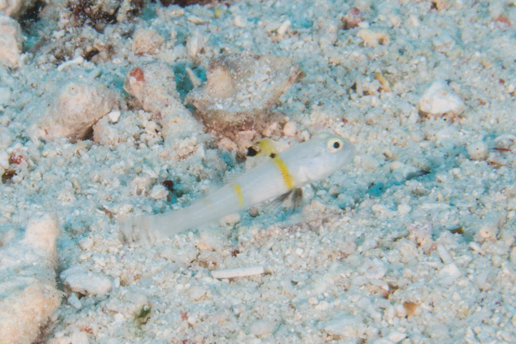 Decorated Glidergoby (Valenciennea decora) - Marine Life Identification