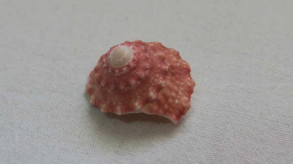 Top Snails from Tonga on October 19, 2019 at 01:39 PM by Simon Nicholas ...