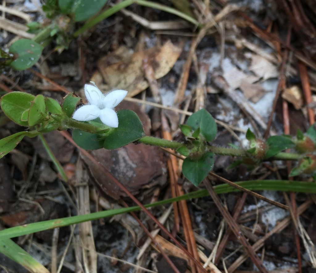 Harper's Buttonweed from Southside, Jacksonville, FL, USA on September ...