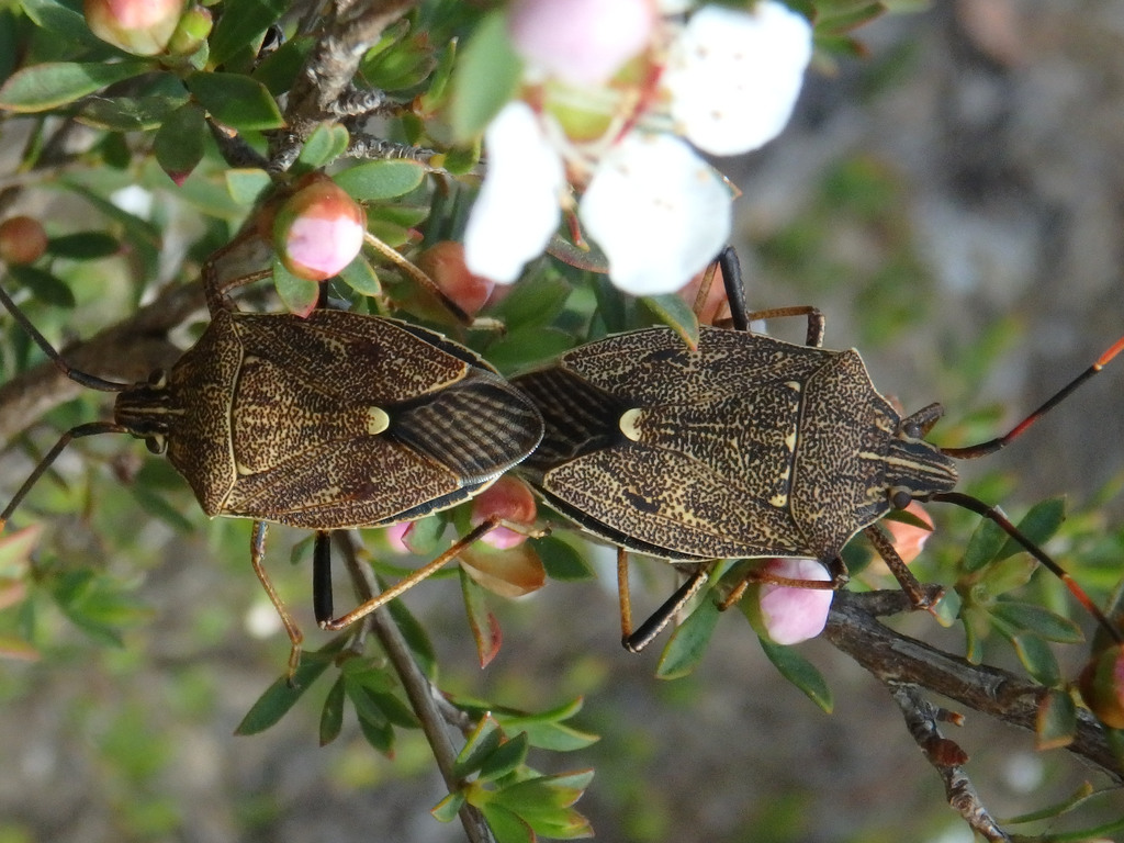 Brown Shield Bug from Scott Creek Conservation Park, SA, Australia on ...