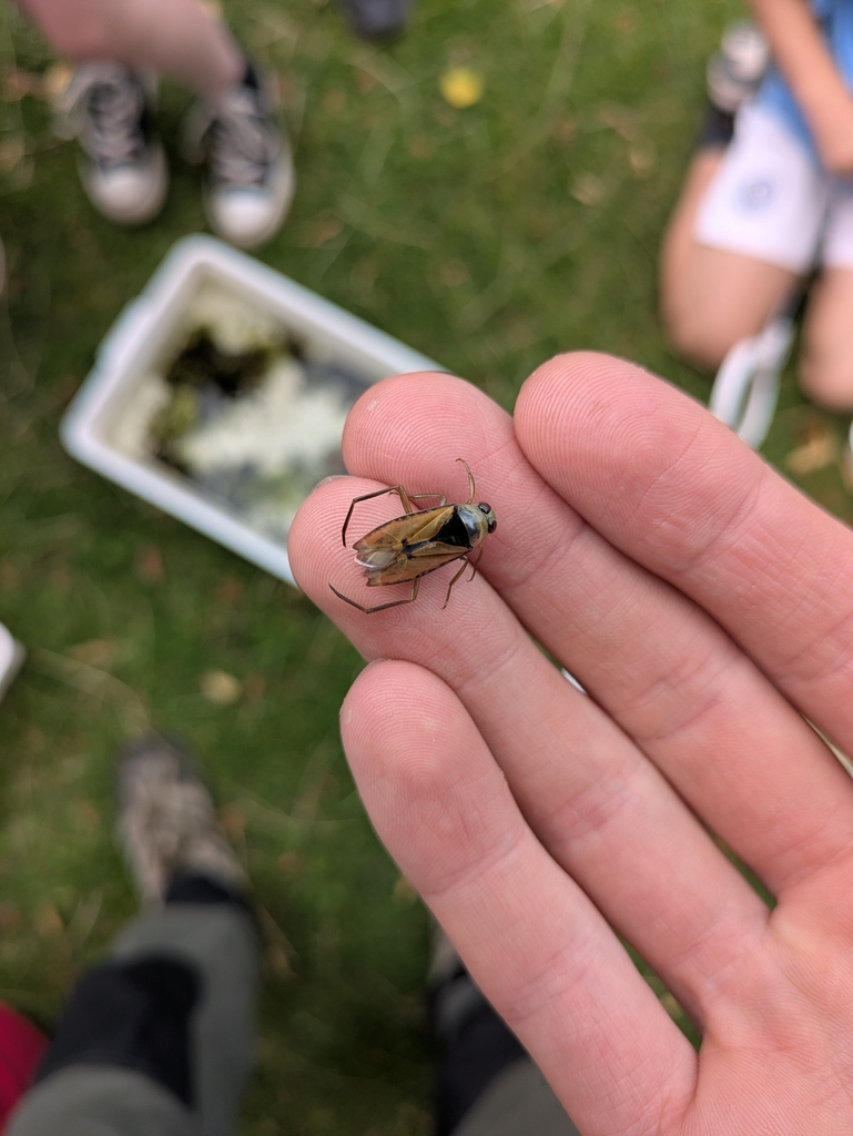 Eurasian Greater Water Boatman from Cheshire, England, GB on August 14 ...