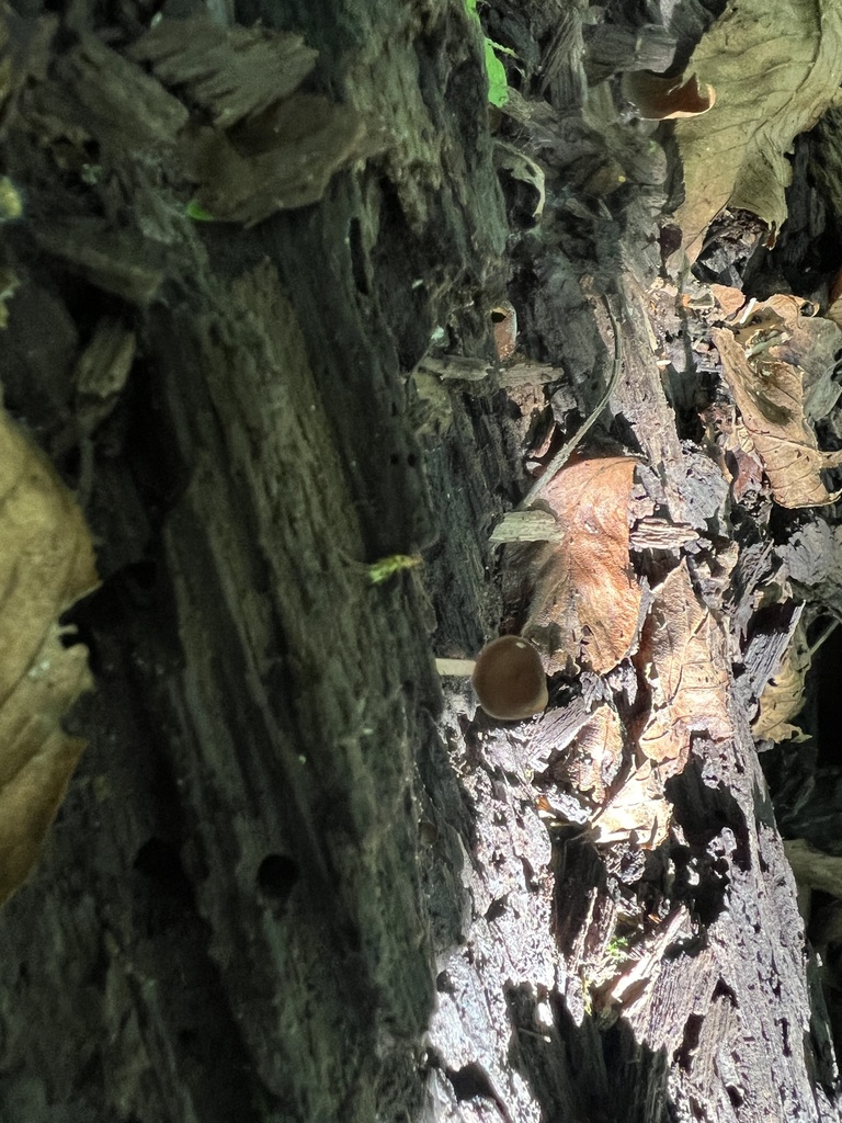 Pluteus seticeps from Southeastway Park Trail, Indianapolis, IN, US on ...