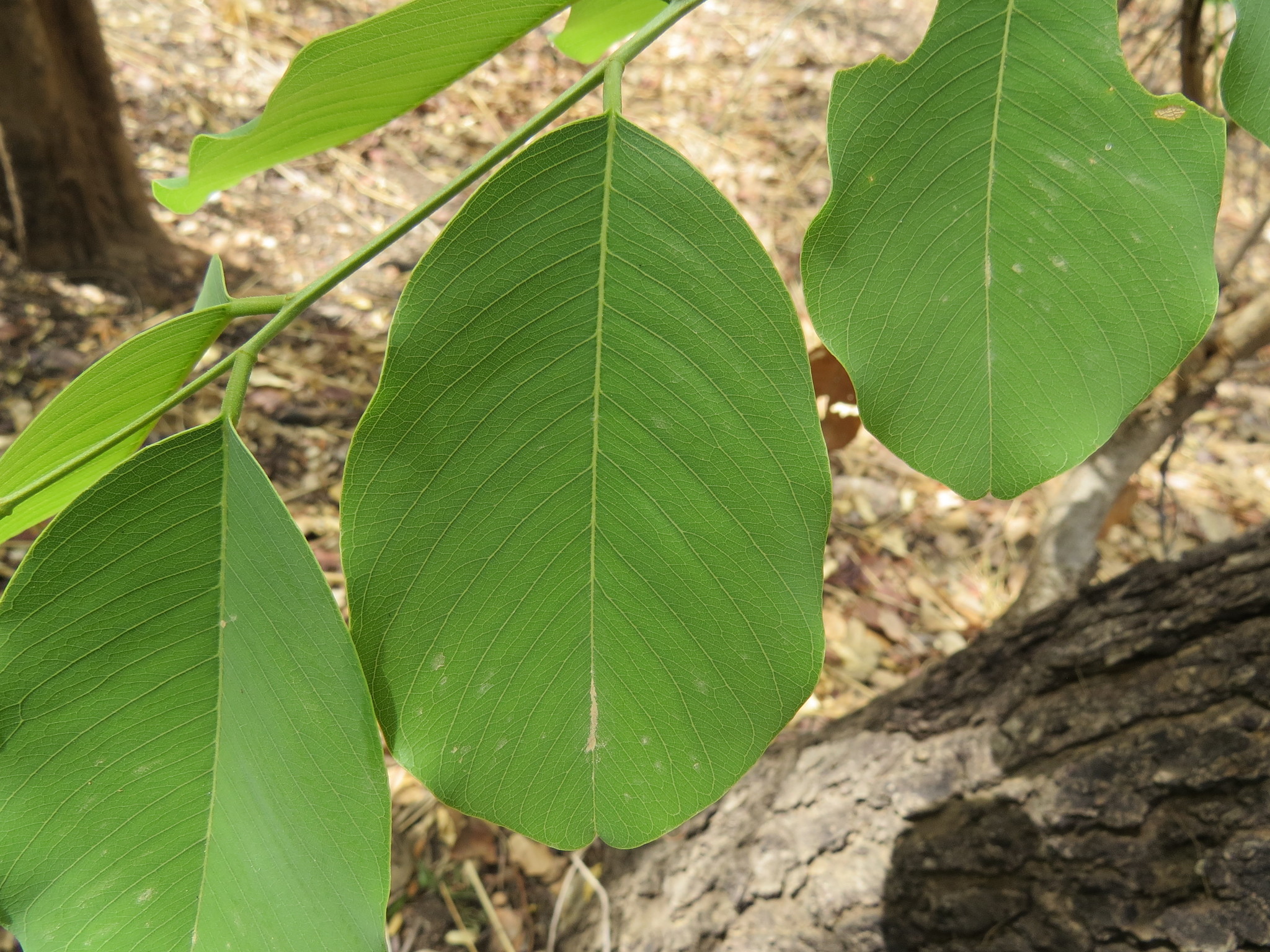Pterocarpus erinaceus Poir.