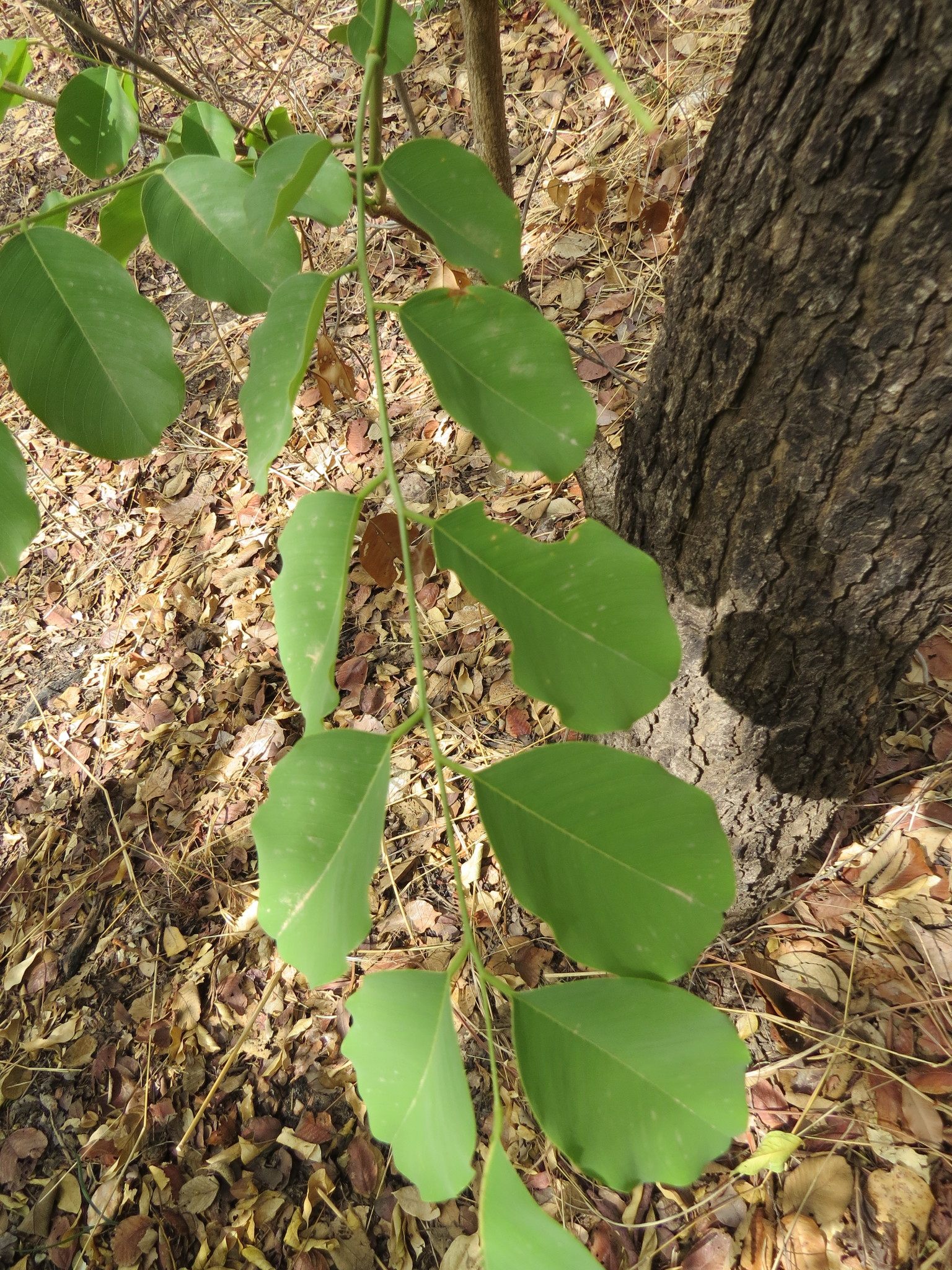 Pterocarpus erinaceus Poir.