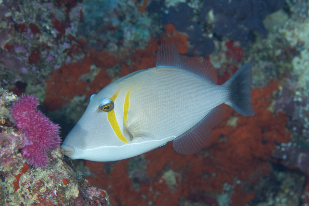 Triggerfishes (Balistidae) - Marine Life Identification