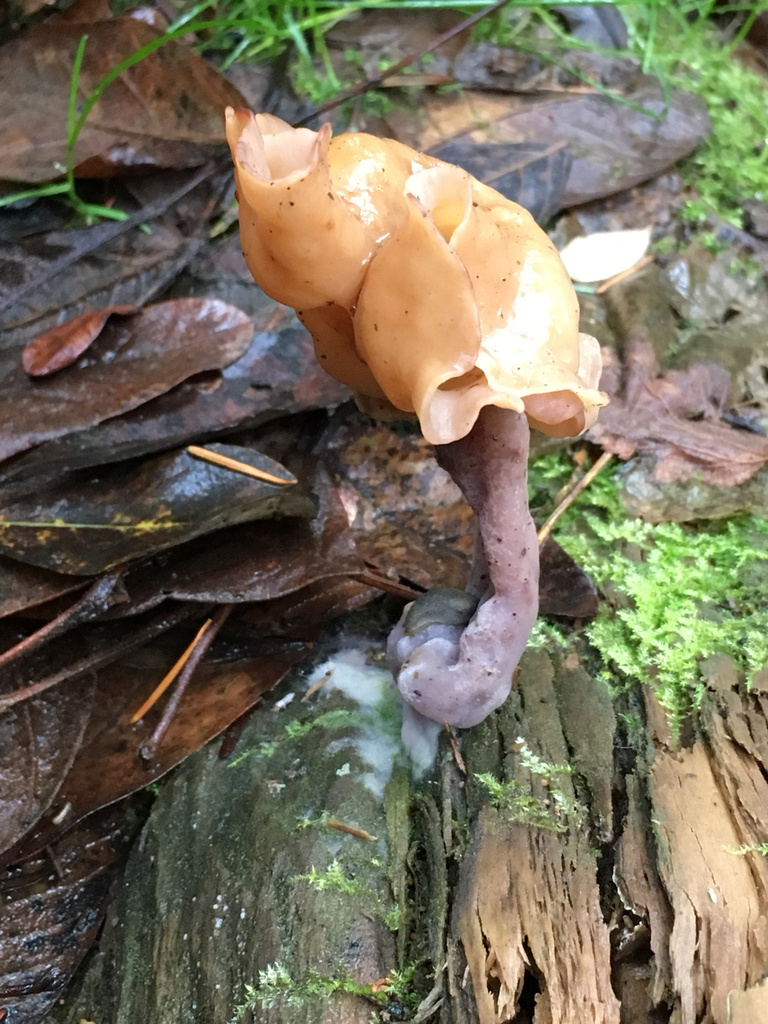 Oreja de ratón (Guía general de Macrohongos de Costa Rica) · iNaturalist