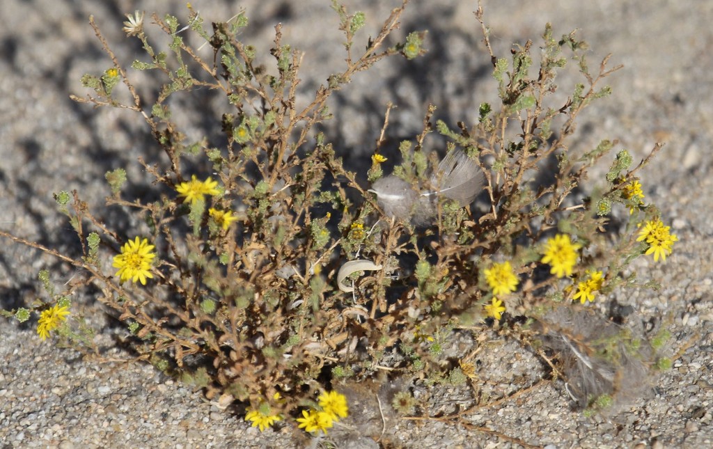 Lessingia pectinata tenuipes from Kern County, CA, USA on October 4 ...