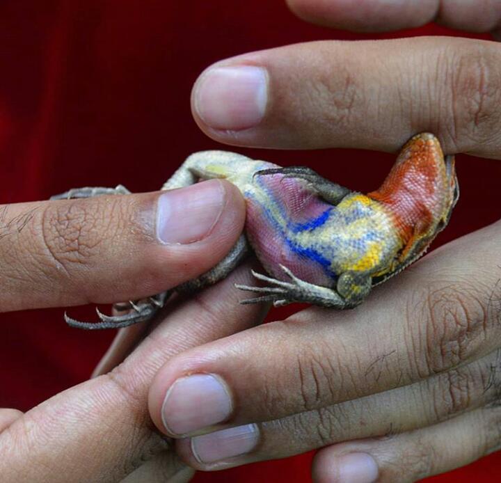 Rose-bellied Lizard from Huauchinango, Pue., México on September 20 ...