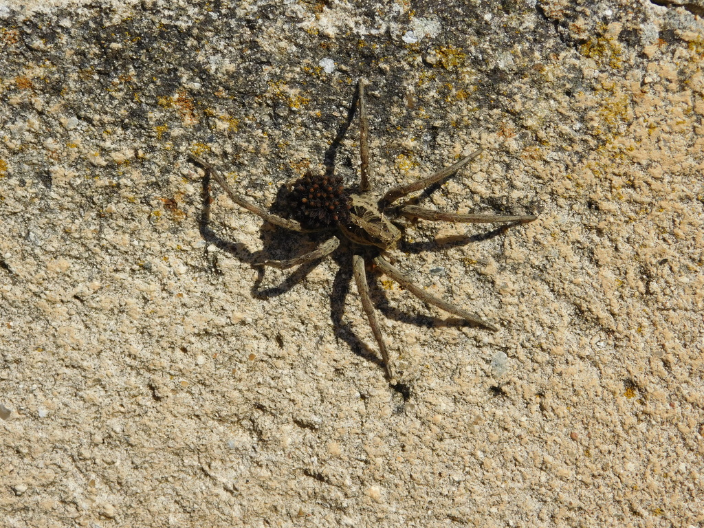 Burrow-living Wolf Spiders from Evora, Portugal on October 24, 2019 at ...