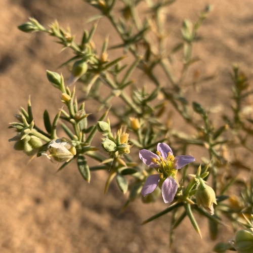 Fagonia arabica (Plants of Saudi Arabia) · iNaturalist