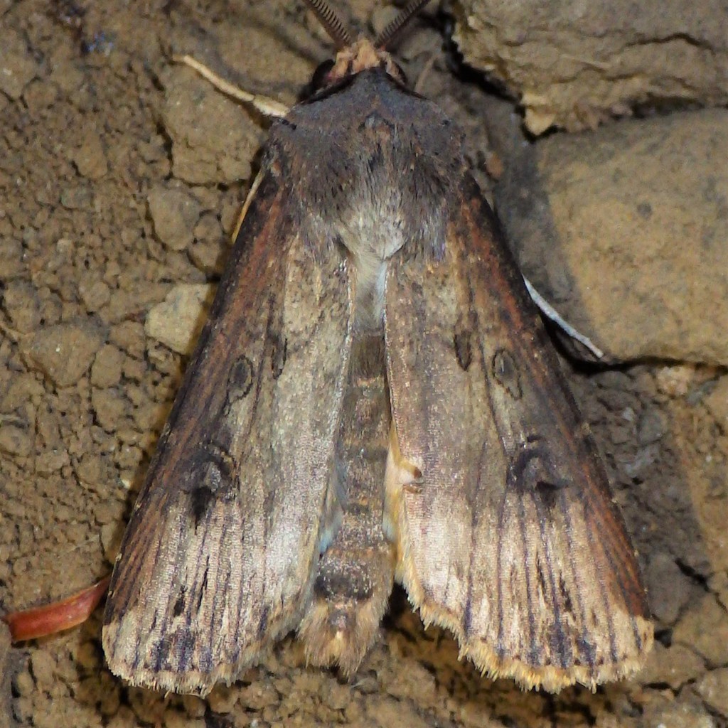 Ipsilon Dart Moth from Fitzgerald Rd, Burdett, NY 14818, USA on October ...